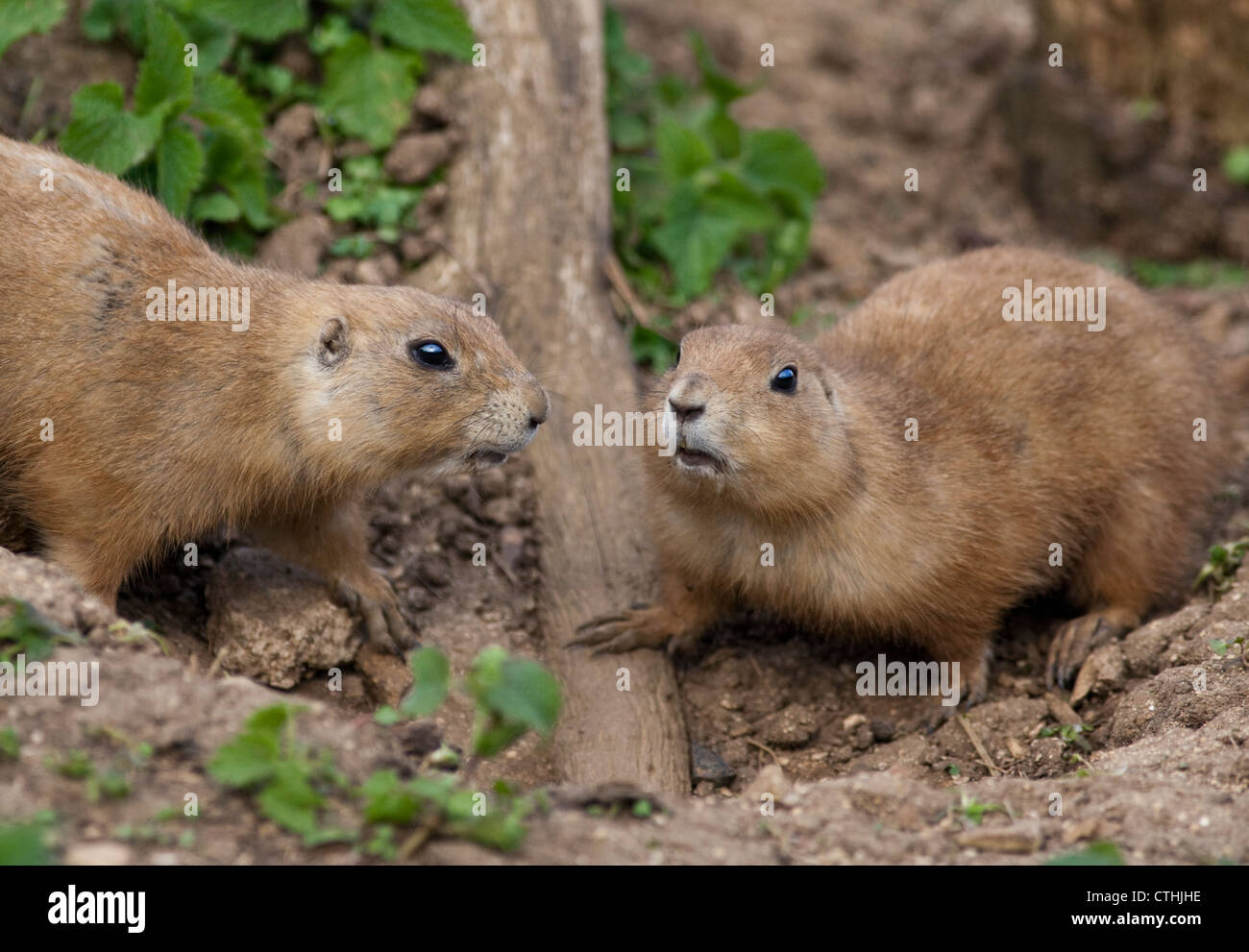 Black-Tailed Prairie Dogs or Marmots (Cynomys ludovicianus Stock Photo ...