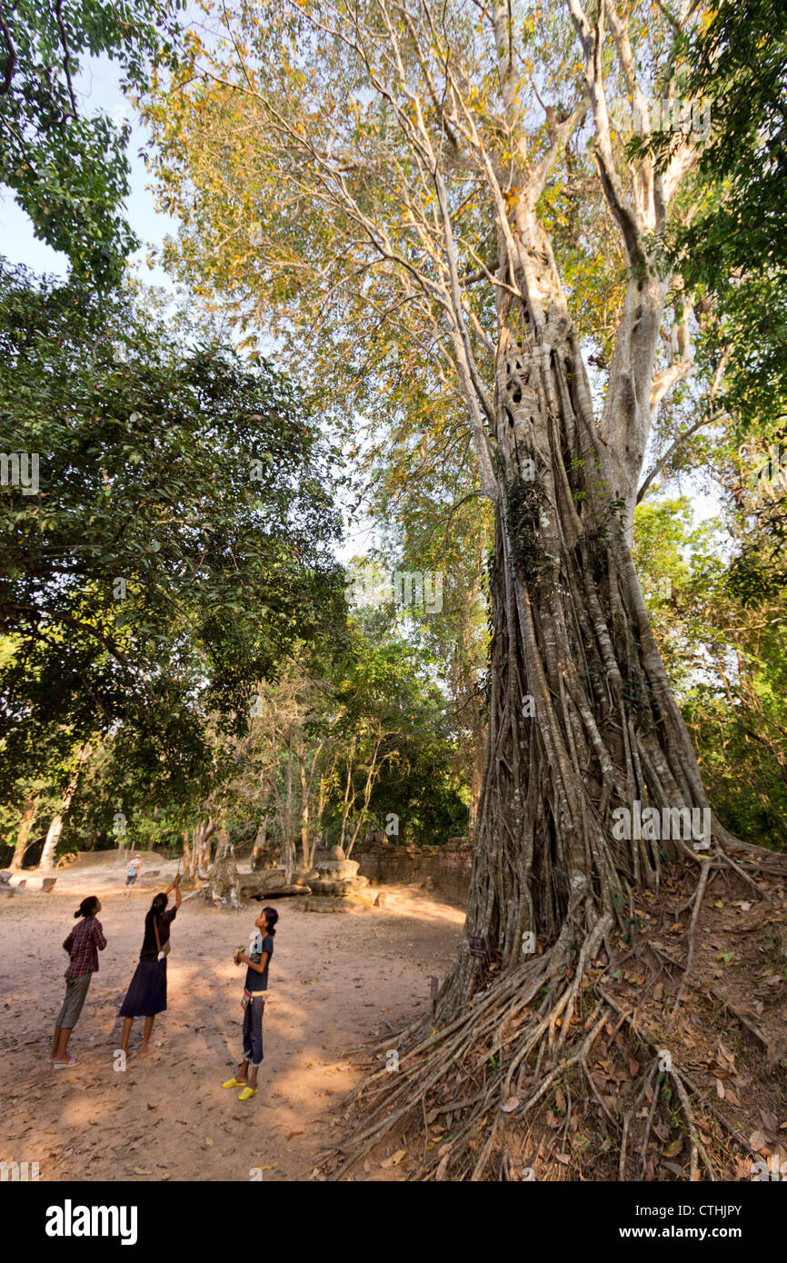 Girls under Giant Fig Tree, Angkor Wat Temple, Cambodia, Asia Stock ...
