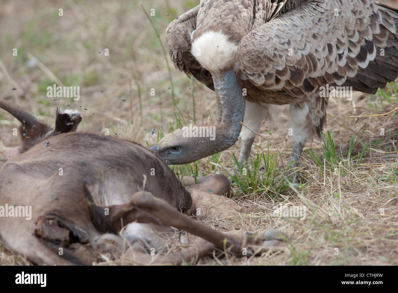 Dead wildebeest hi-res stock photography and images - Alamy