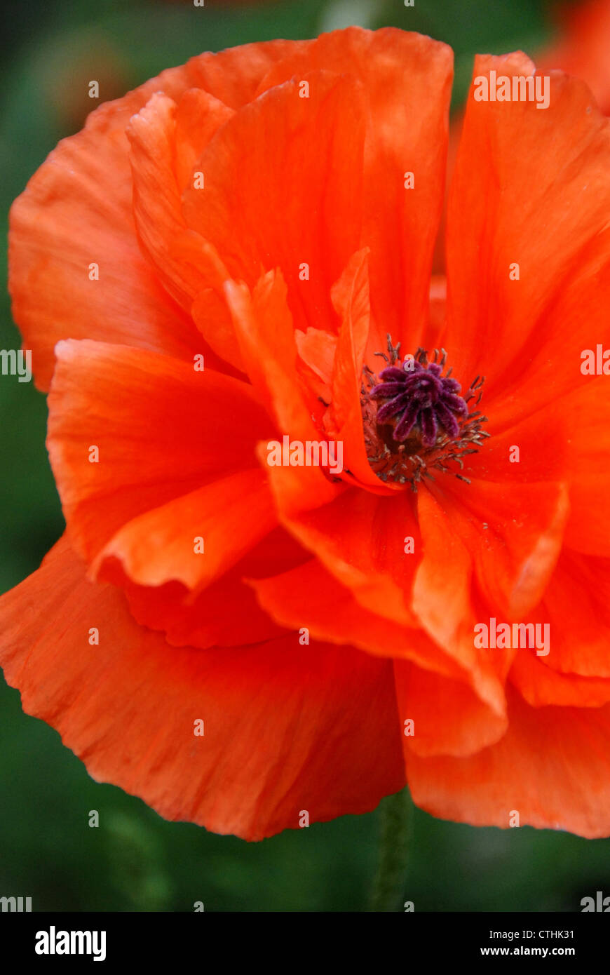 Double Poppy, Closeup Stock Photo - Alamy