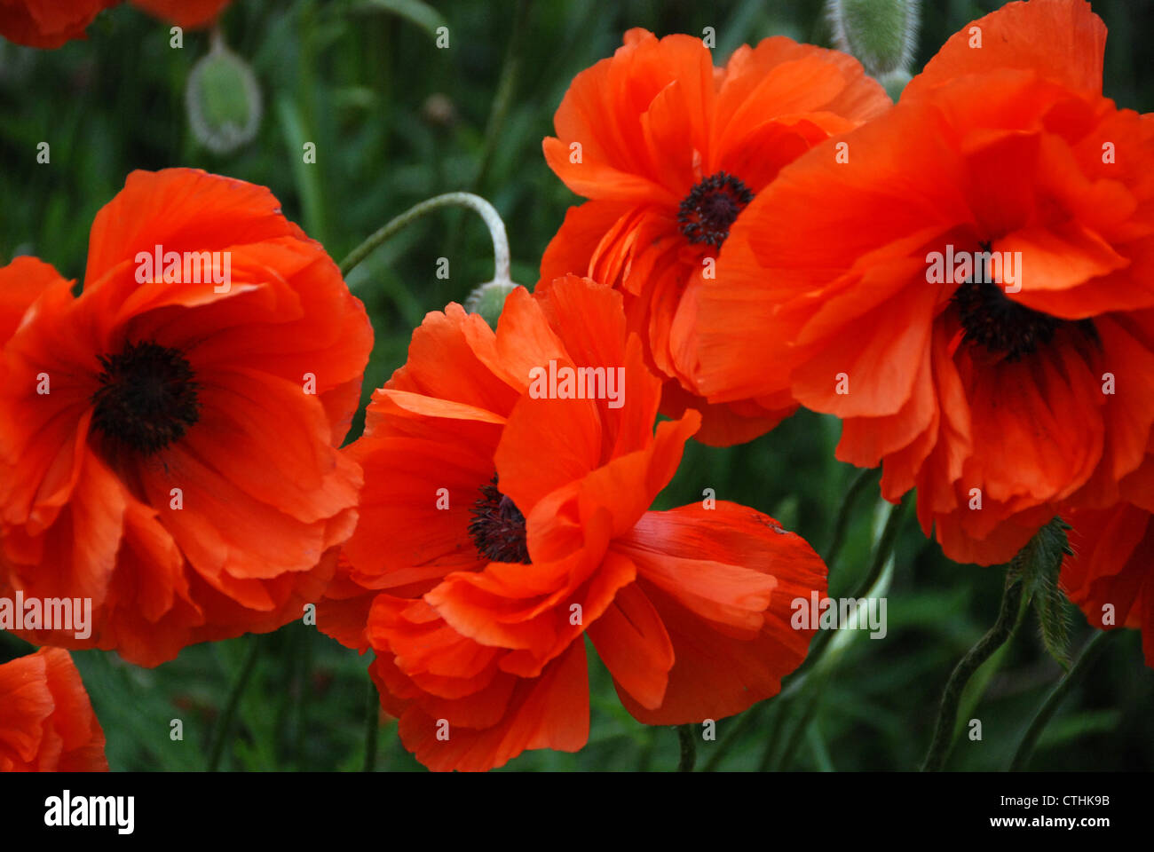 Double poppies hi-res stock photography and images - Alamy