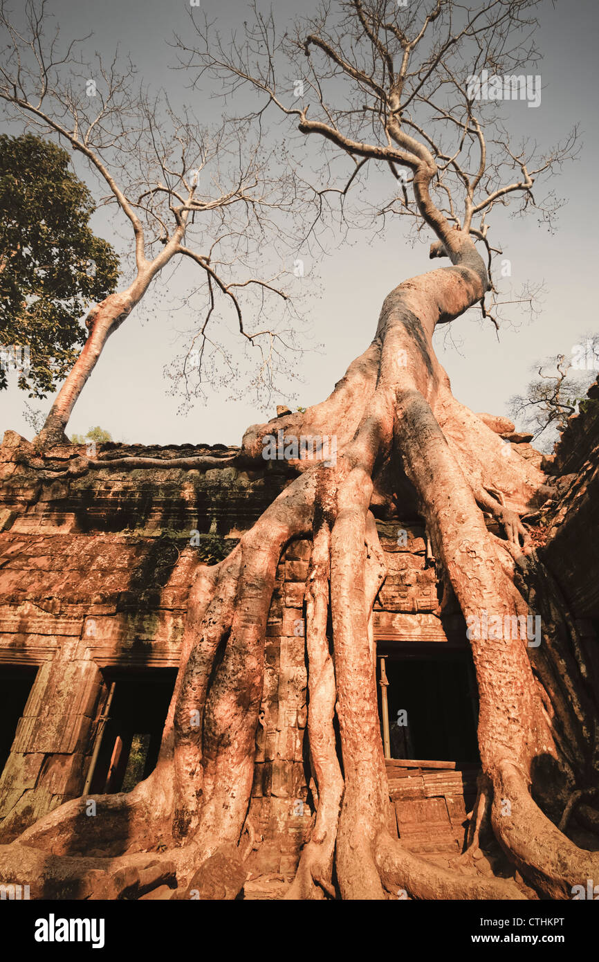 Giant fig tree Ta Phrom temple at Angkor Wat , Cambodia, Asia Stock ...