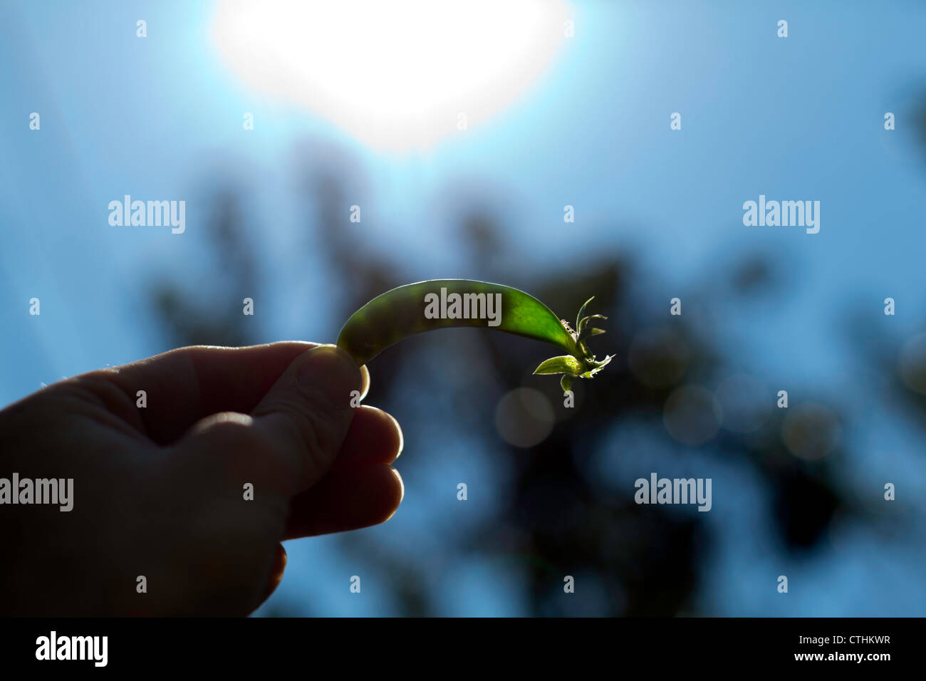 Sunlight shining through a pea pod, illuminating the peas within. Inner ...