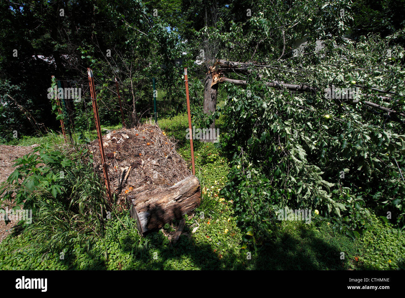 Compost pile and fallen apple tree Stock Photo - Alamy