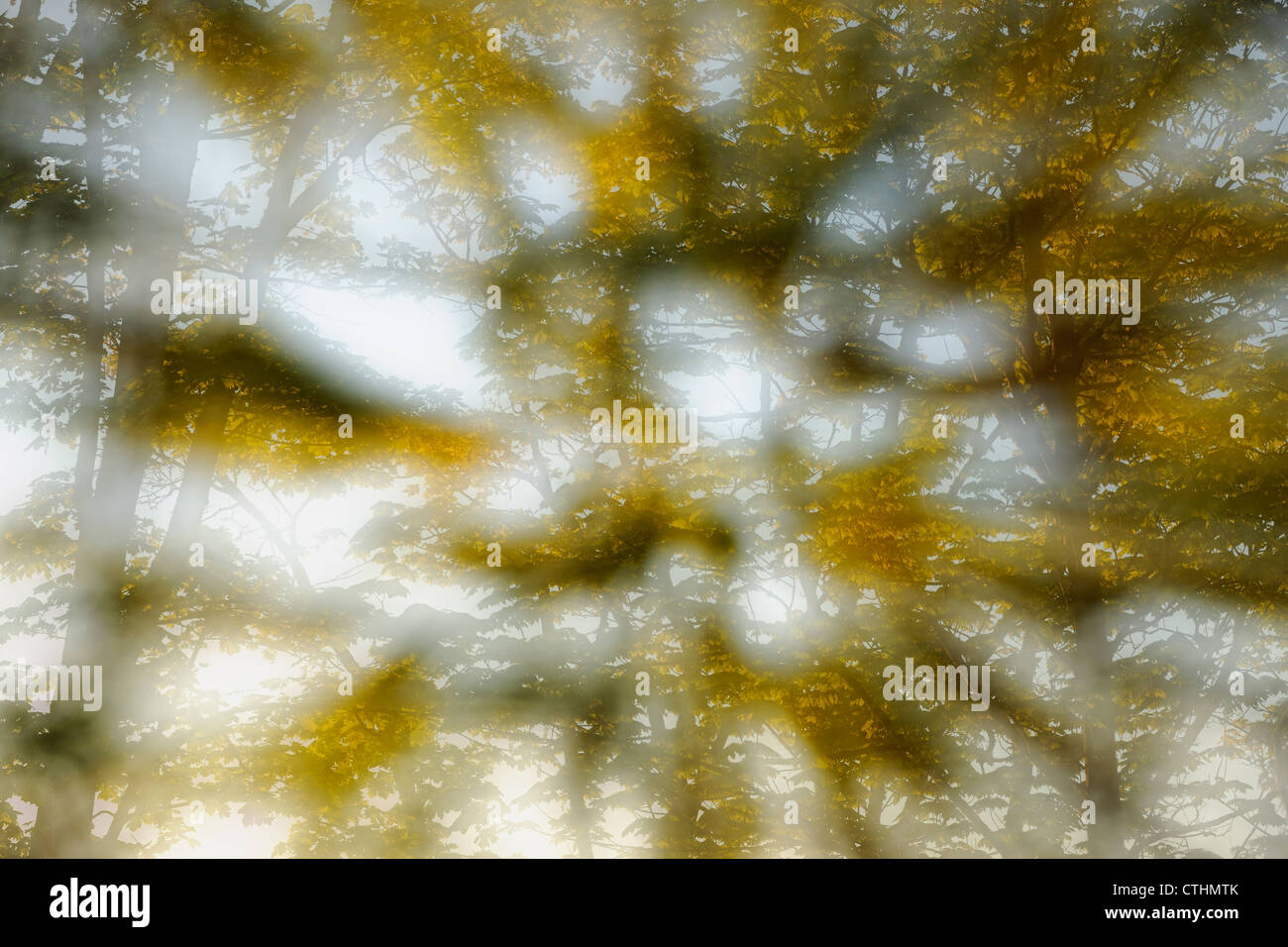 Big leaf maple trees hi-res stock photography and images - Alamy