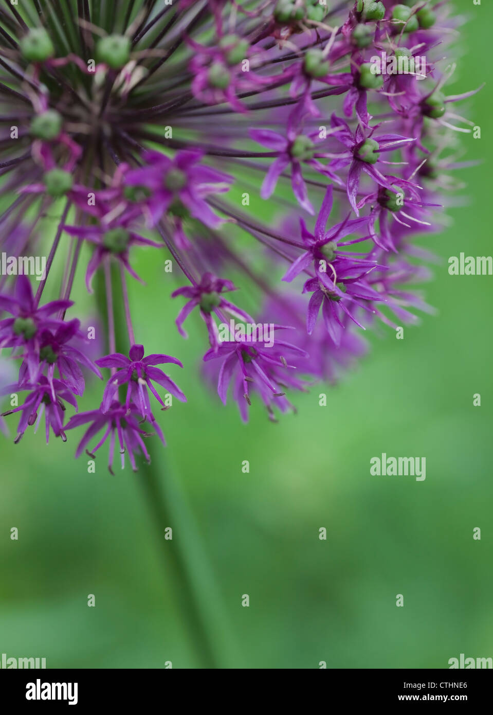 Allium hollandicum hi-res stock photography and images - Alamy