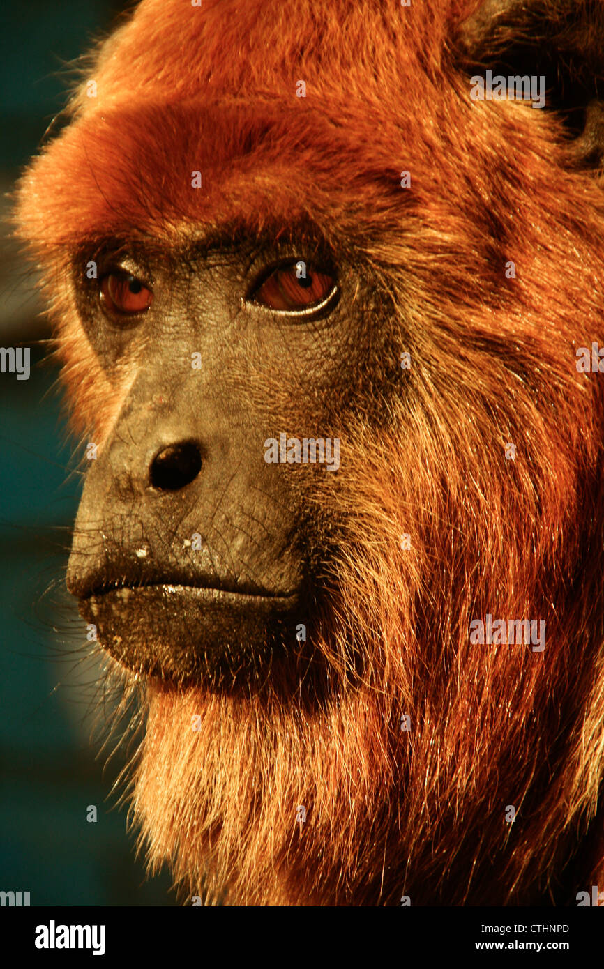 Bolivian Red Howler monkeys Stock Photo - Alamy