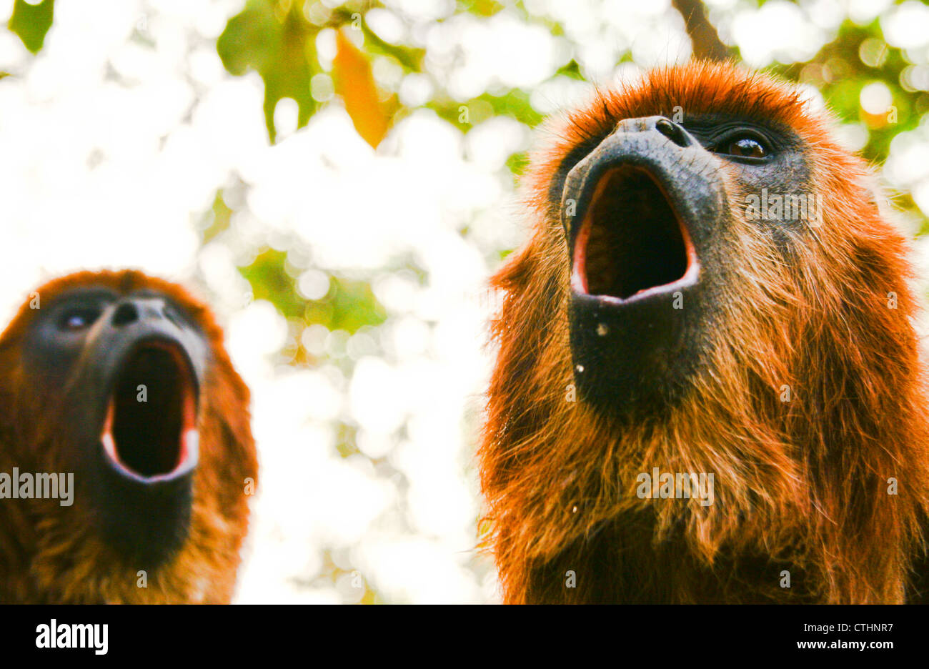 Red howler monkey mouth open hi-res stock photography and images - Alamy