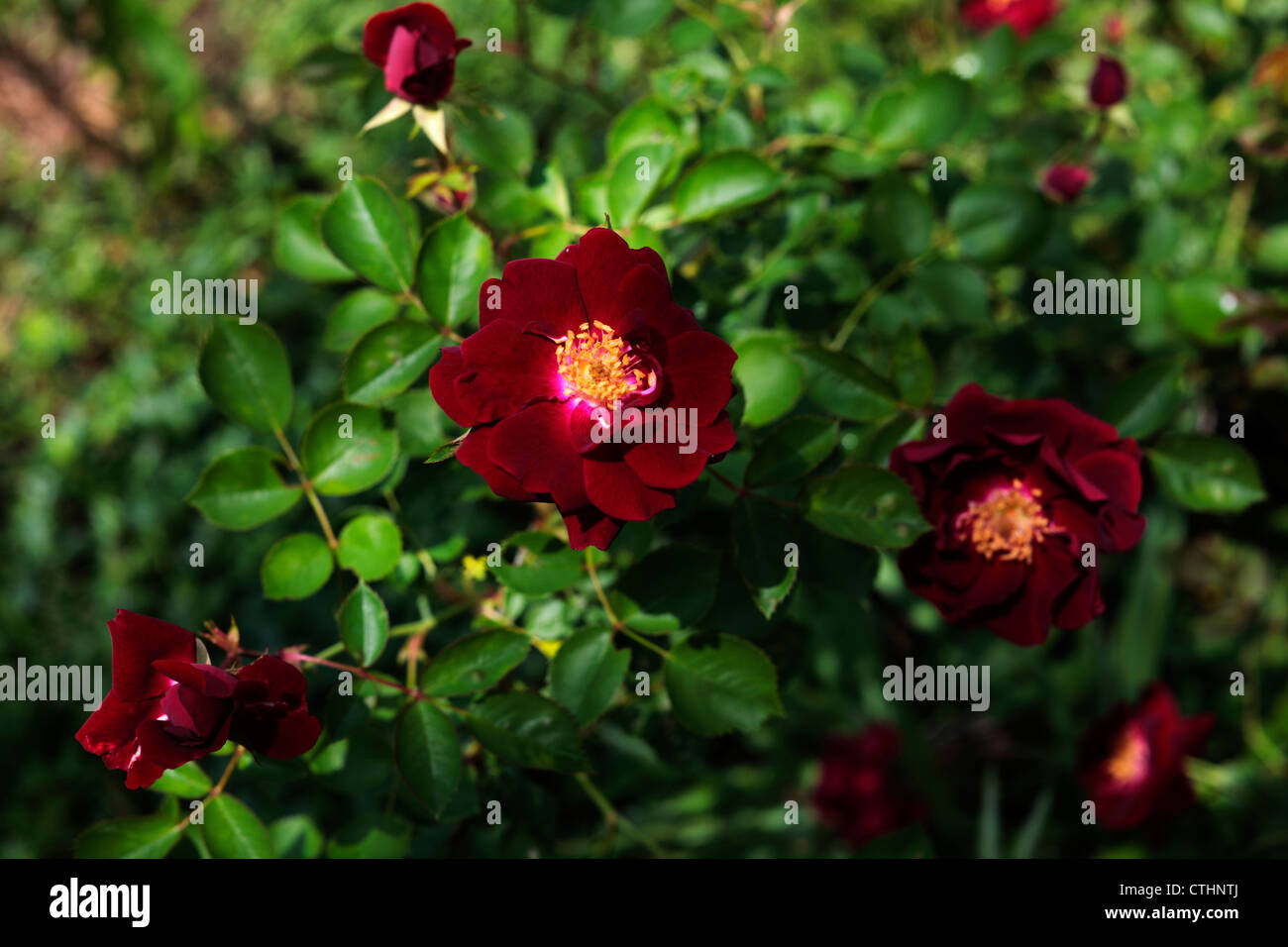 Dusky dark red traditional rose Stock Photo - Alamy