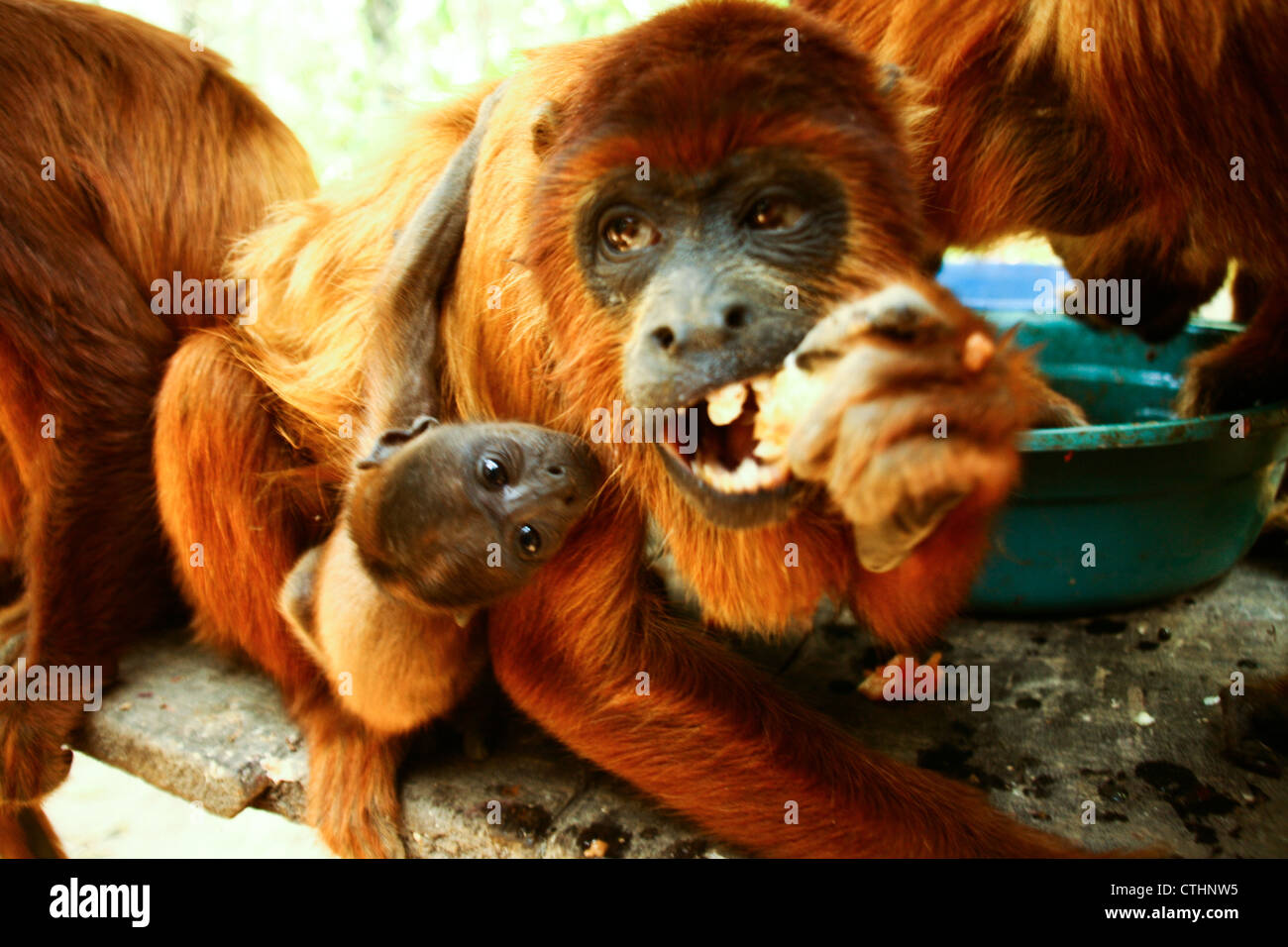 South america monkey troop hi-res stock photography and images - Alamy
