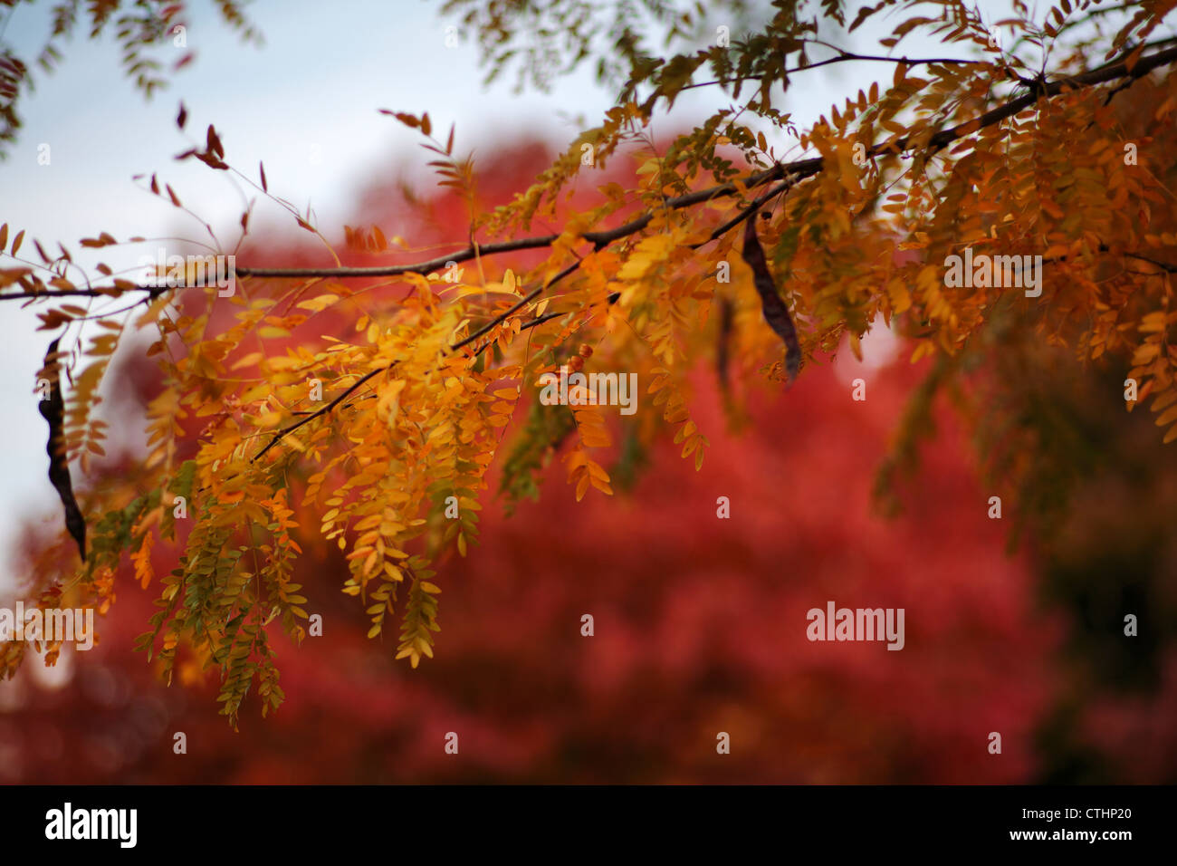 Honeylocust honeylocust tree hi-res stock photography and images - Alamy