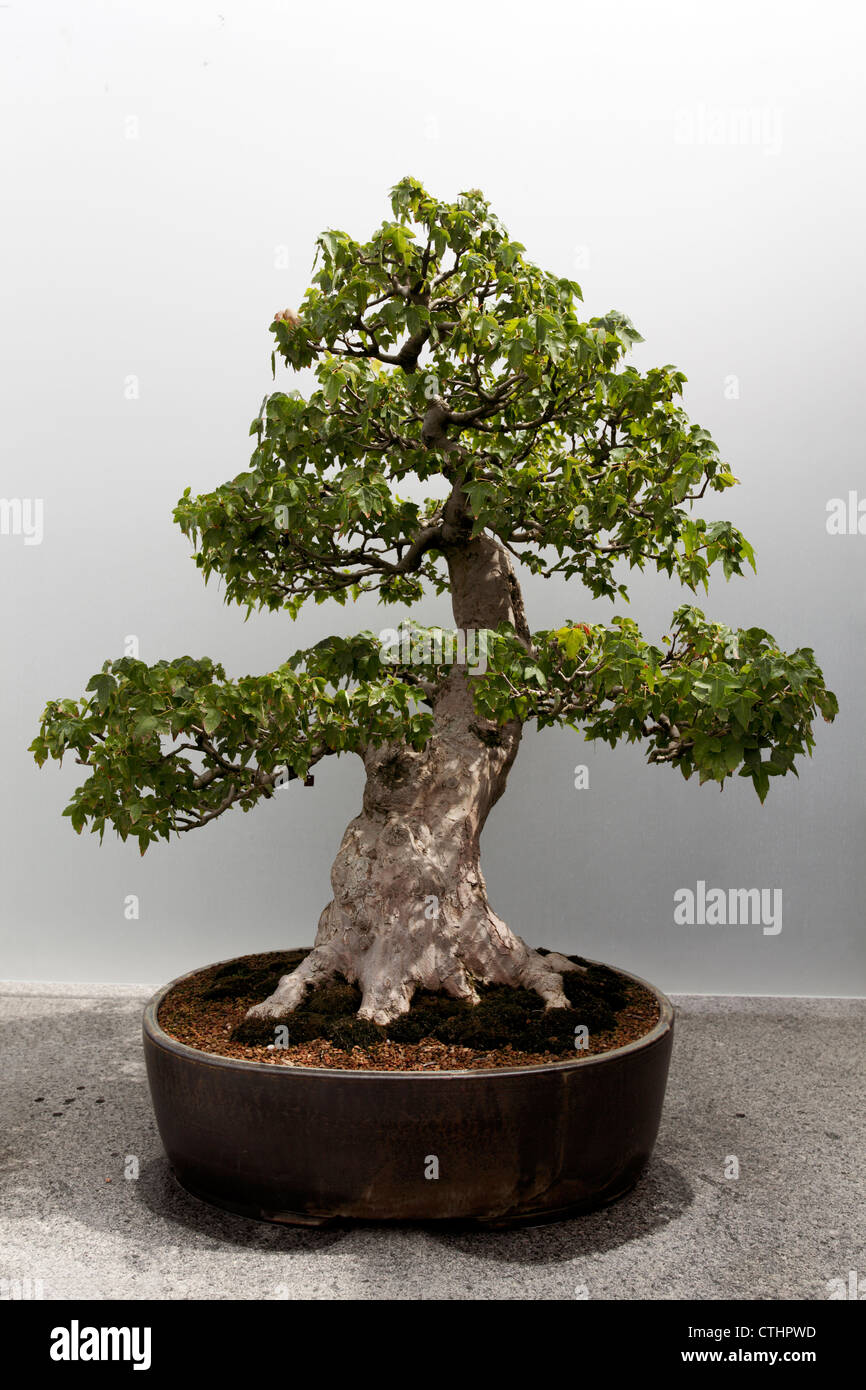 Mini bonsai hi-res stock photography and images - Alamy