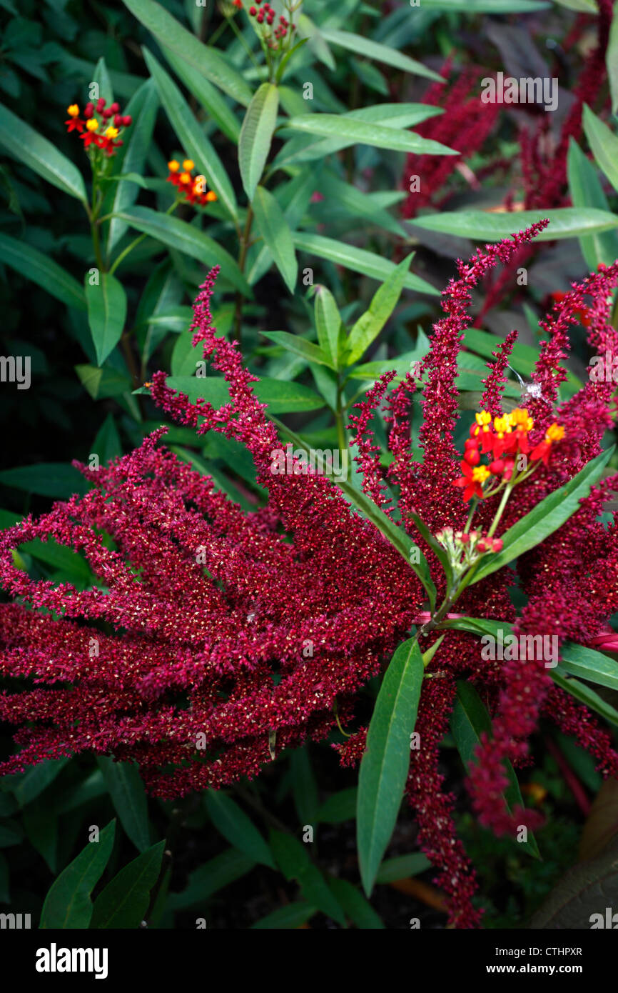 Red flowers of tropical plant Stock Photo - Alamy