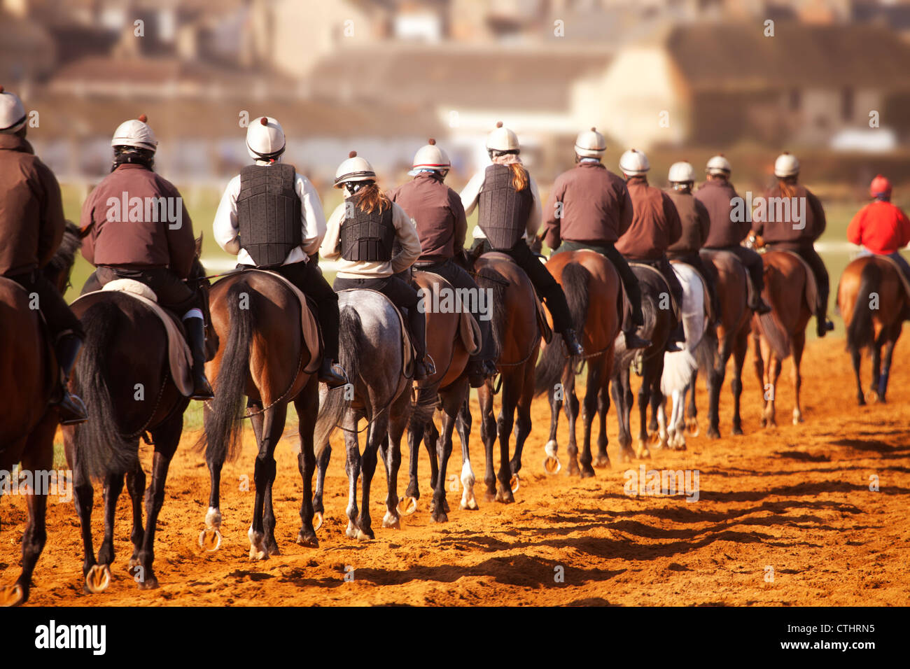 A string of racehorses being walked back to the start line in training ...