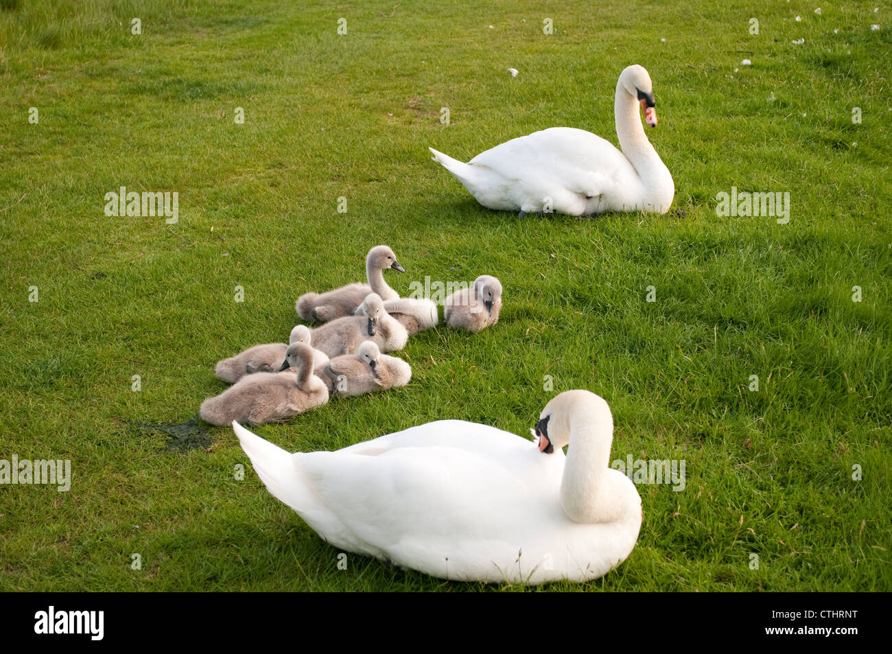 Family birds hi-res stock photography and images - Alamy