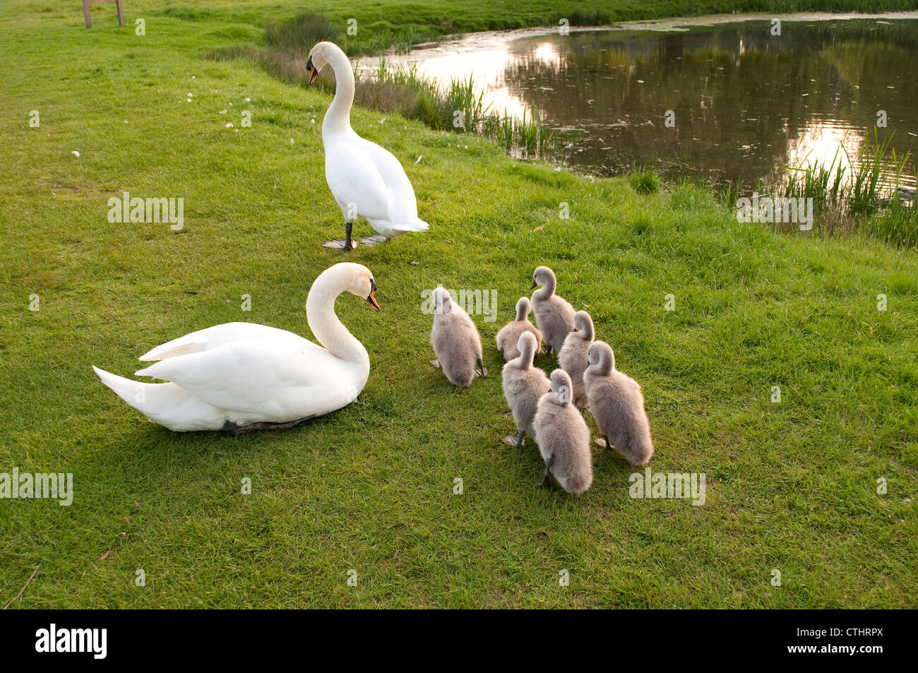 Family birds hi-res stock photography and images - Alamy