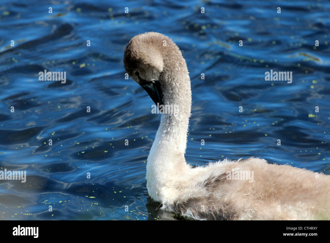 Cygnet preening hi-res stock photography and images - Alamy