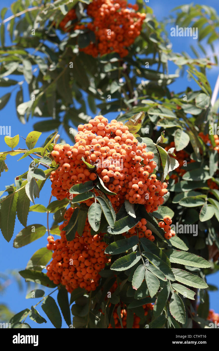 ashberry at dry sunny day Stock Photo - Alamy