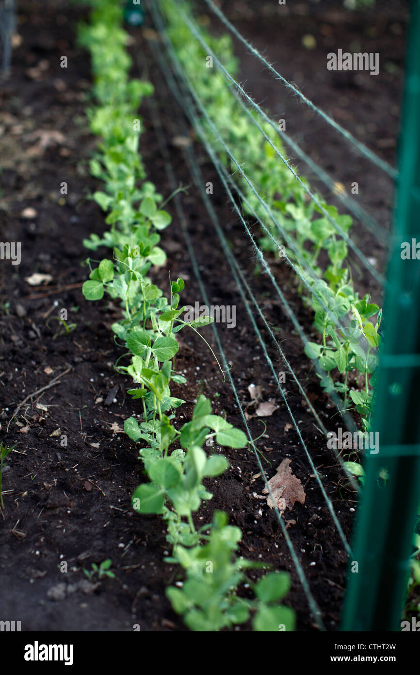 String trellis hi-res stock photography and images - Alamy
