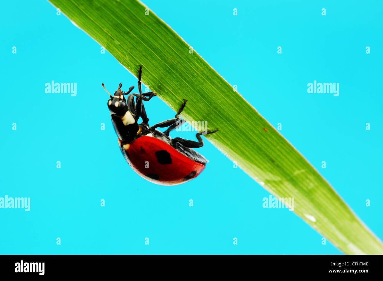 Red ladybug pollen on yellow hi-res stock photography and images - Alamy