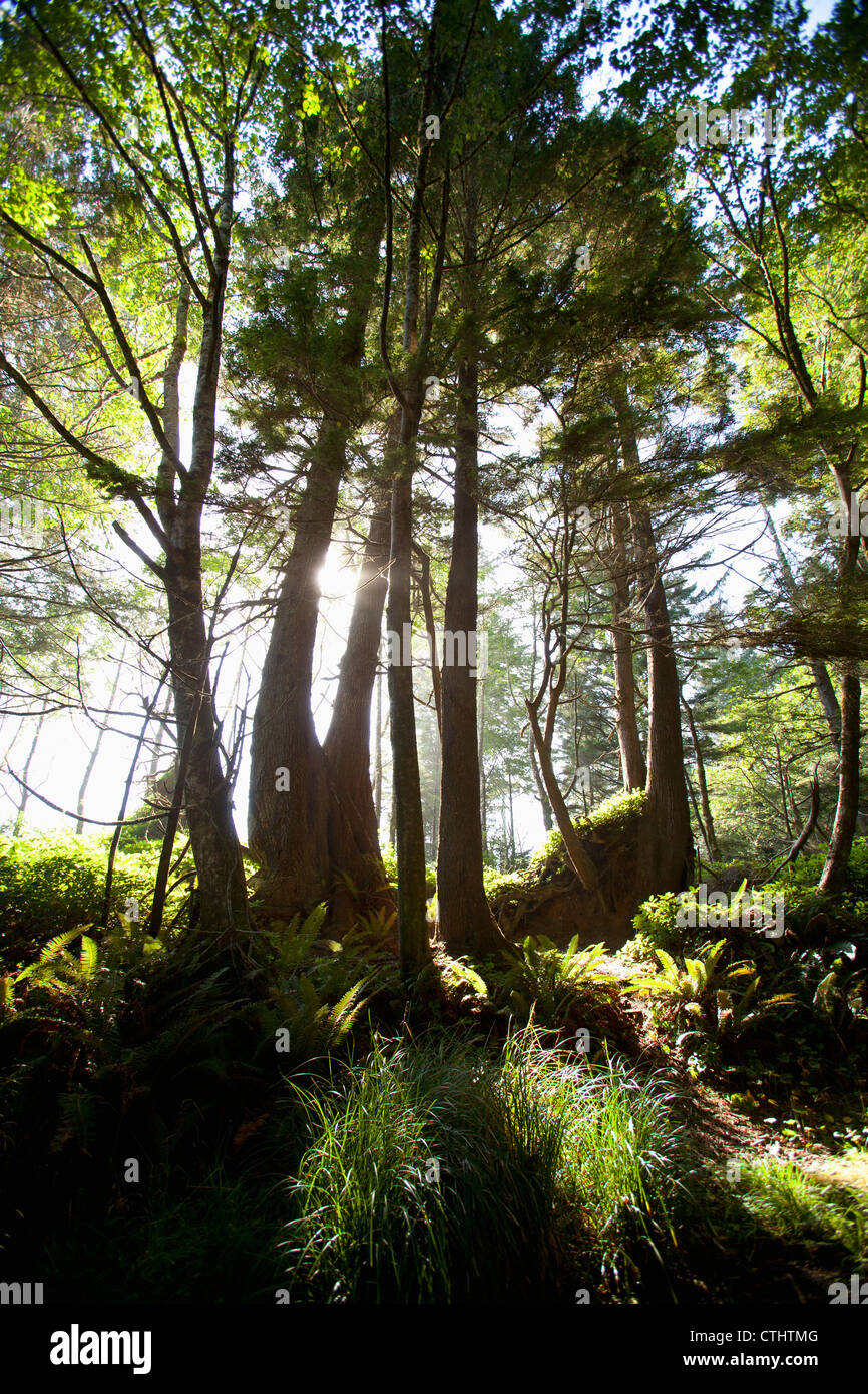 Old Growth Trees Backlit By The Sun Along The Path To Florencia Bay In ...