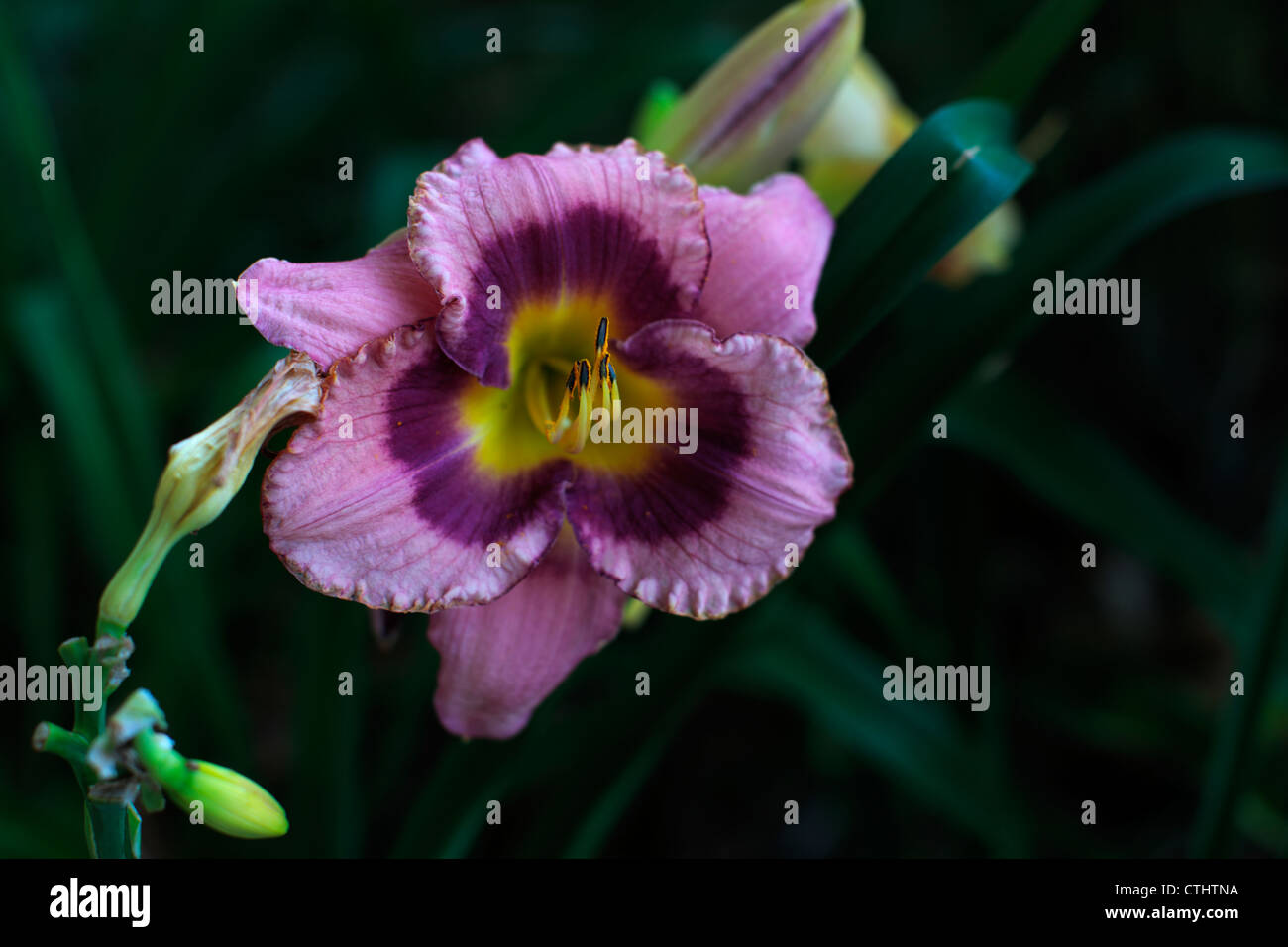 Lily flower, above Stock Photo - Alamy