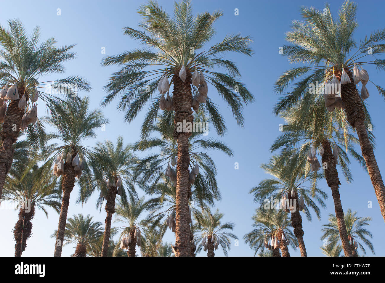 Low Angle View Of Date Trees With Covered Sacks Of Date Clusters ...