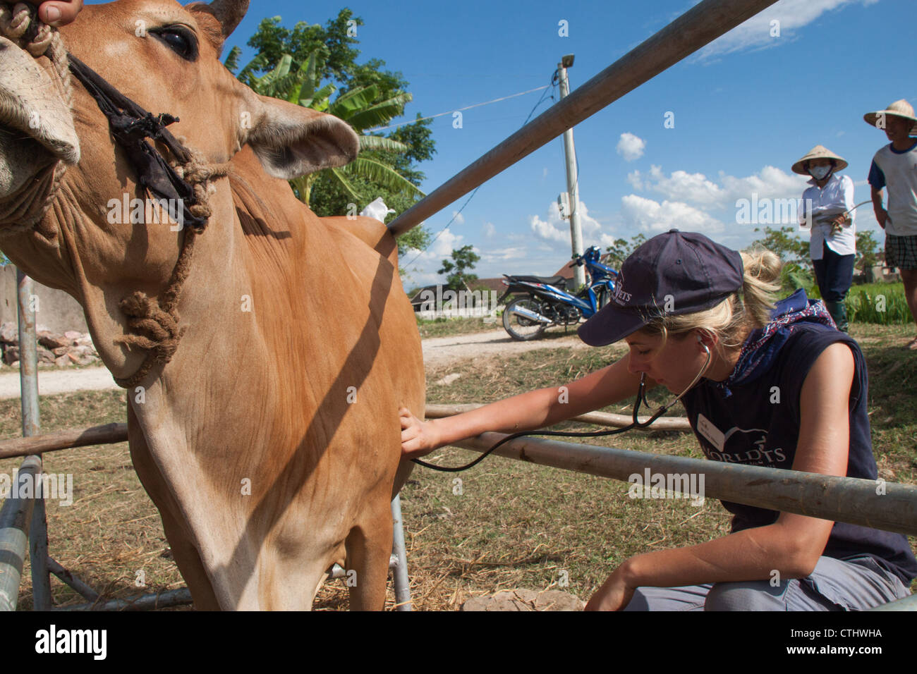 World Vets volunteer veterinarian Ellie Milnes checks the heartbeat of ...