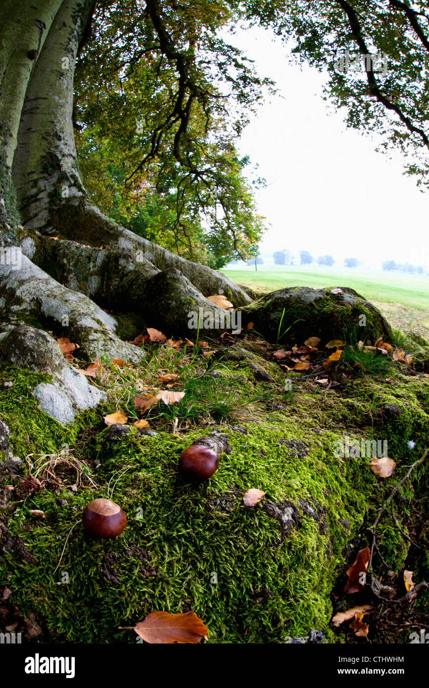 Nuts And Fallen Leaves At The Foot Of A Tree; Scottish Borders ...