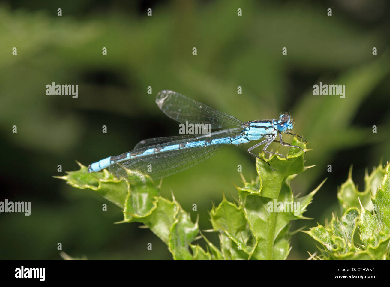 Common Blue Damselfly (Enallagma cyathigera Stock Photo - Alamy