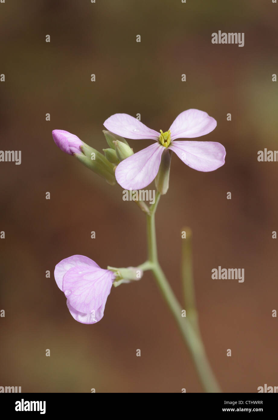 flower of Raphanus sativus Stock Photo - Alamy