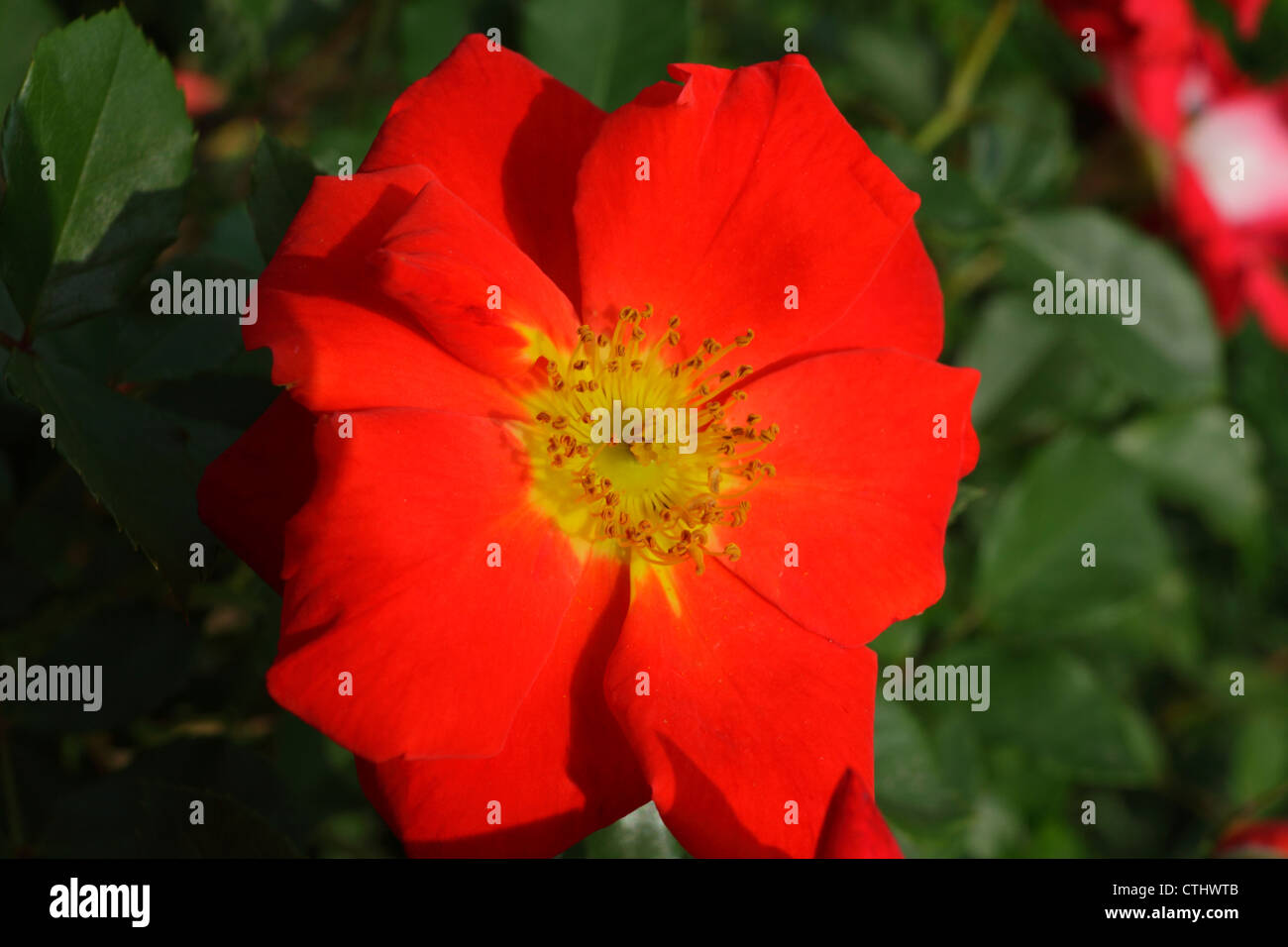 Close up of a Rose flower Stock Photo - Alamy