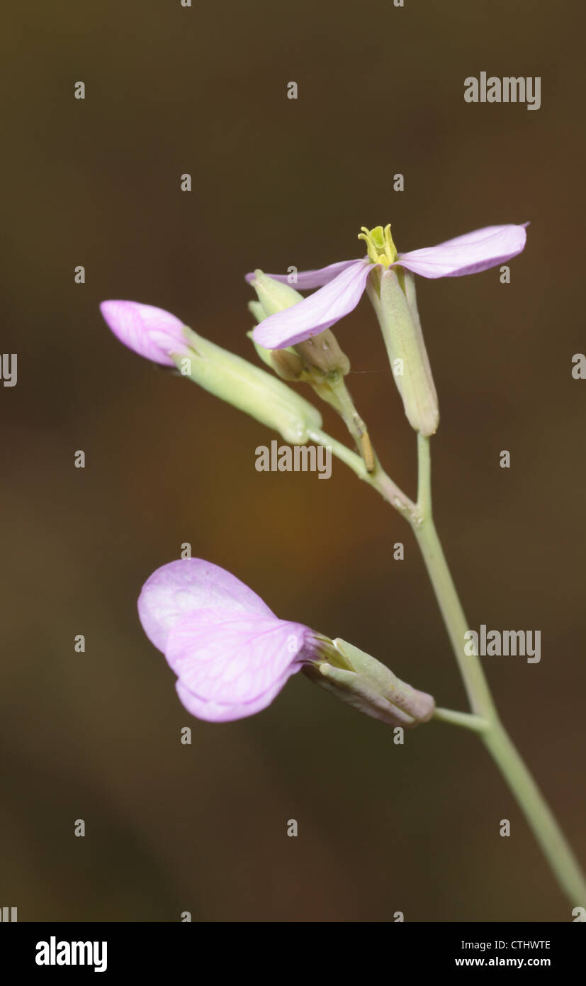 flower of Raphanus sativus Stock Photo - Alamy