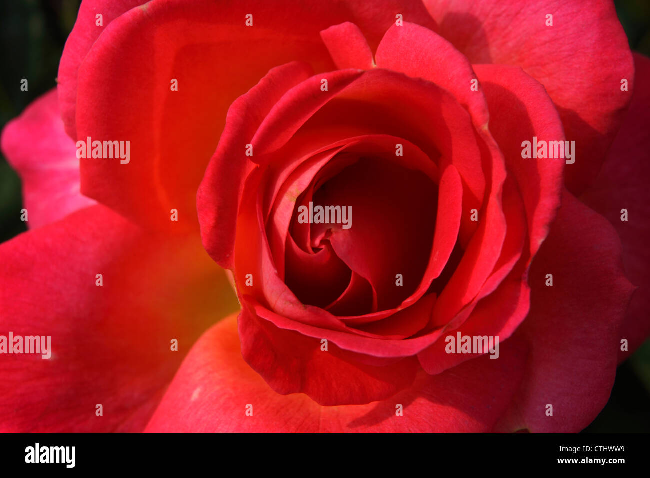 Close up of a Rose flower Stock Photo - Alamy
