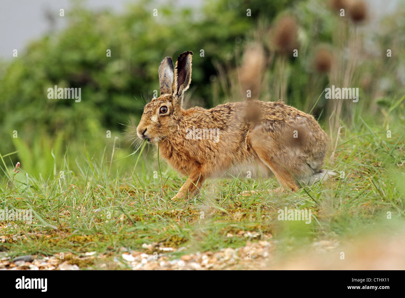Brown Hare (Lepus capensis Stock Photo - Alamy