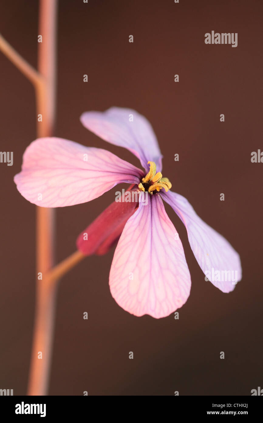 Raphanus flower hi-res stock photography and images - Alamy