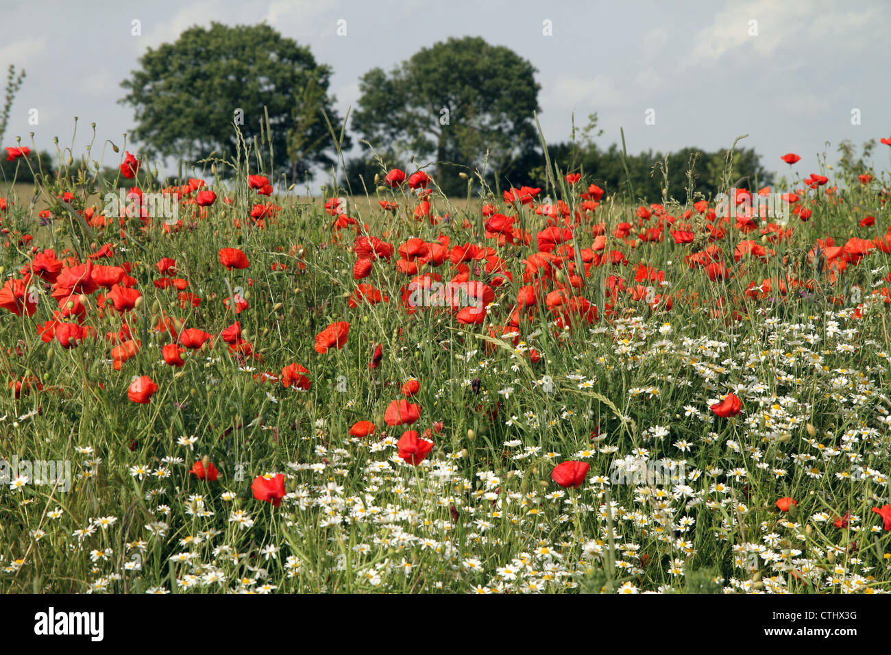 Common Poppy (Papaver rhoeas Stock Photo - Alamy