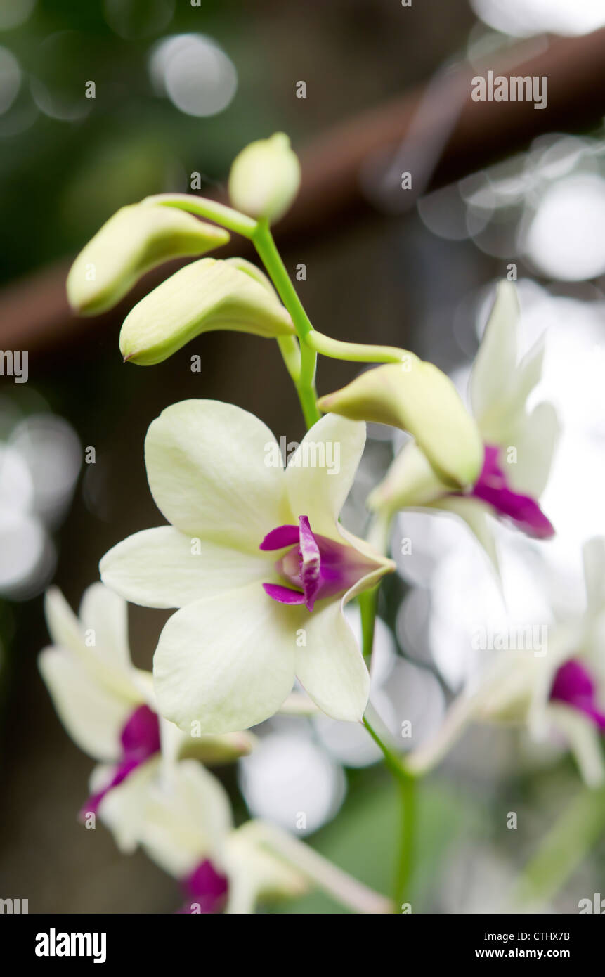 beautiful orchids blooms in garden Stock Photo - Alamy