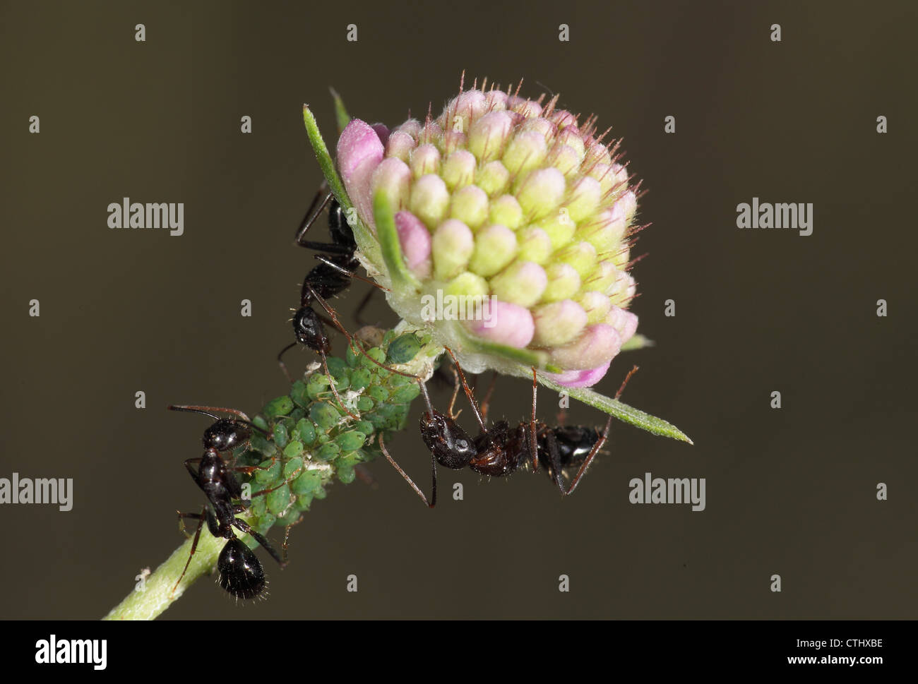 ant plant greenfly aphids wild Stock Photo - Alamy