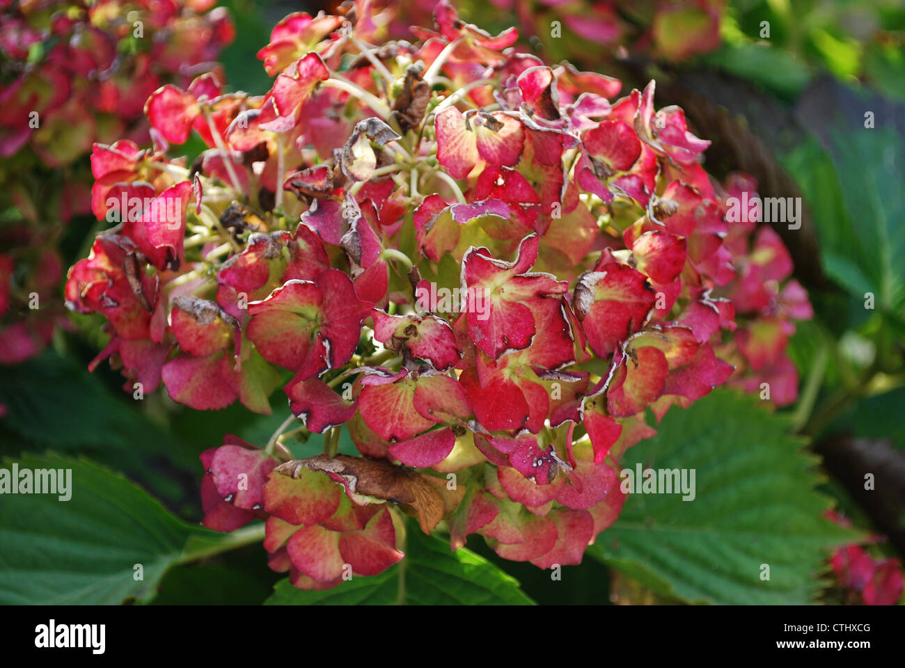 Autumn red hydrangea withering in the garden Stock Photo - Alamy