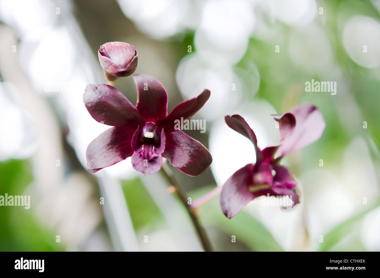 a beautiful red orchids blooms in garden Stock Photo - Alamy