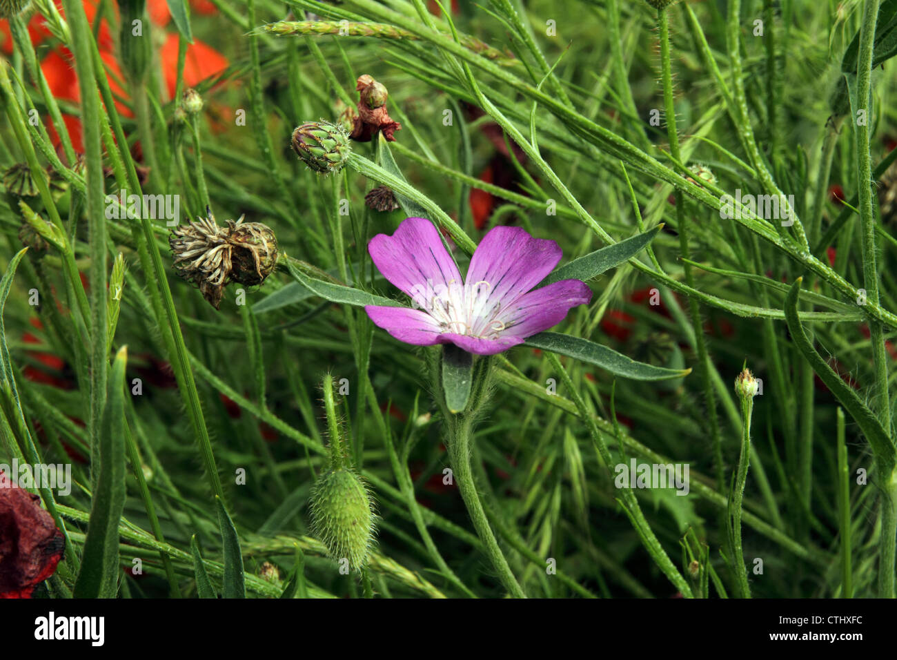 Corn cockle uk hi-res stock photography and images - Alamy