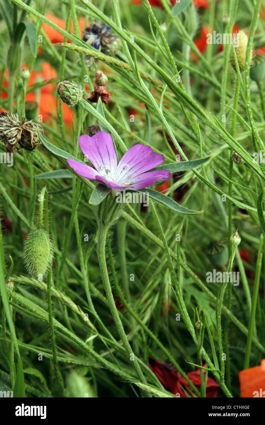 Corn cockle uk hi-res stock photography and images - Alamy