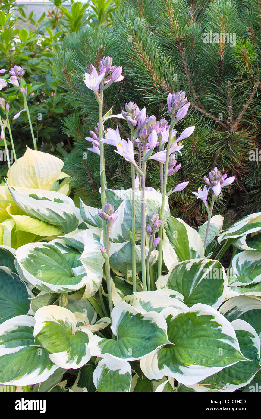 Flowers hostas hi-res stock photography and images - Alamy