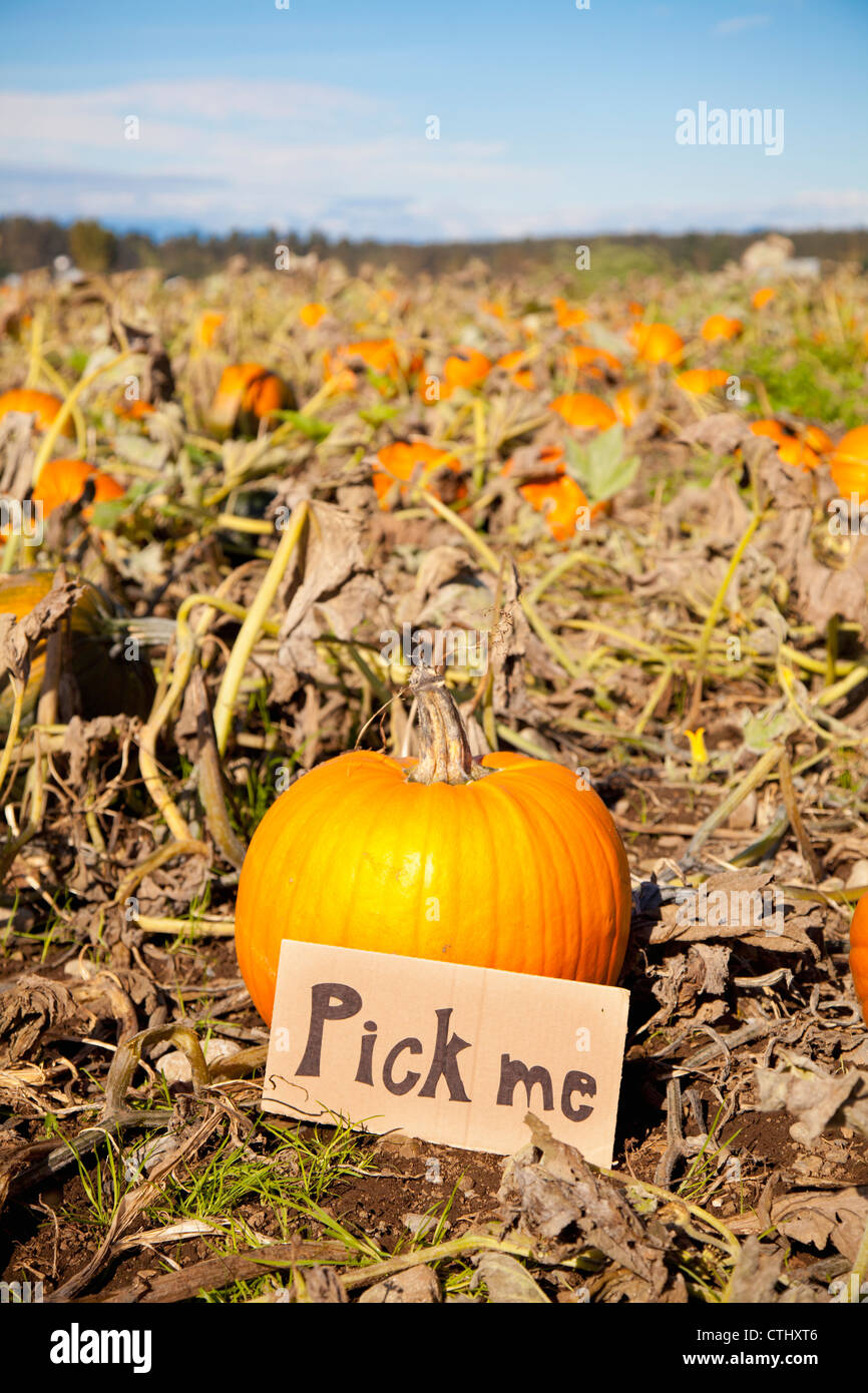 Pumpkin With A Pick Me Sign; Everson, Washington, United States of ...