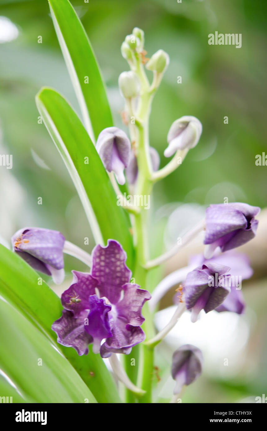 Close up of beautiful violet orchids blooms and ant Stock Photo - Alamy