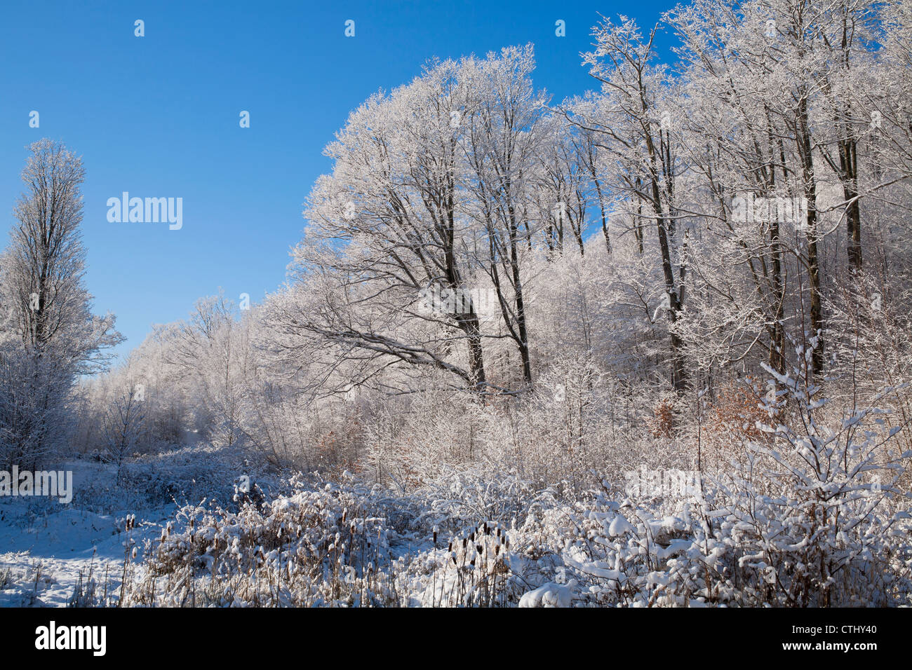 Snow Covered Maple Trees; Iron Hill, Quebec, Canada Stock Photo - Alamy