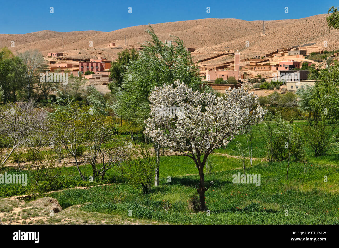almond tree in blossom in the Dades Gorge in the Southern Atlas ...