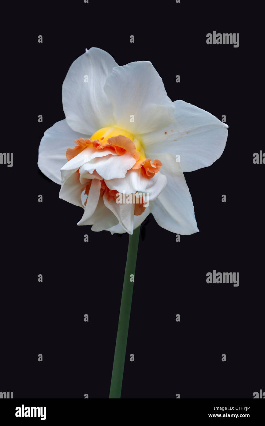 Daffodil closeup isolated on a black background Stock Photo - Alamy