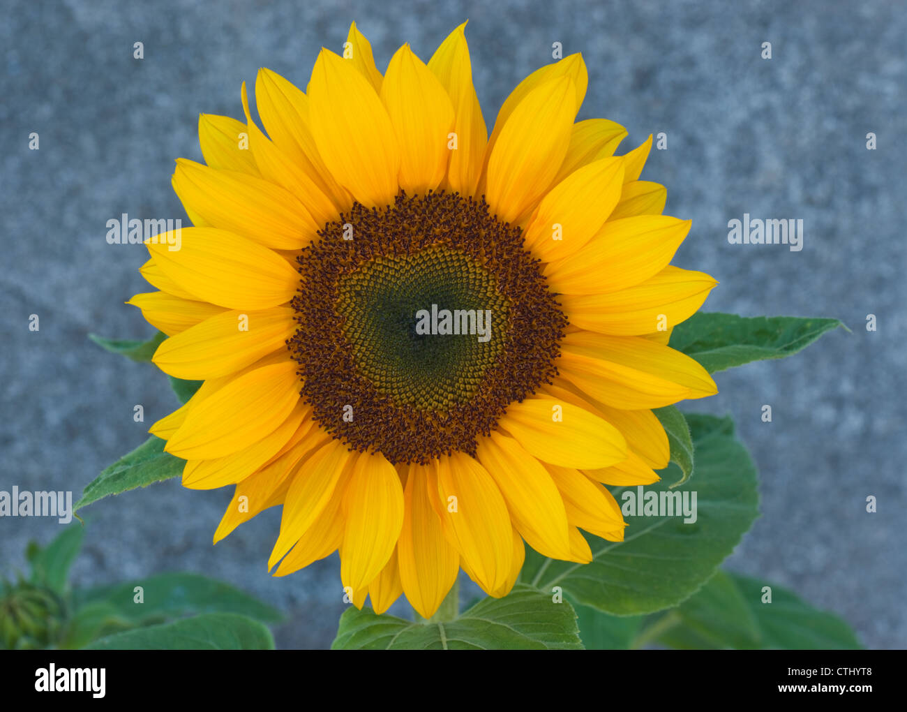 A bright yellow sun flower head in close up Stock Photo - Alamy